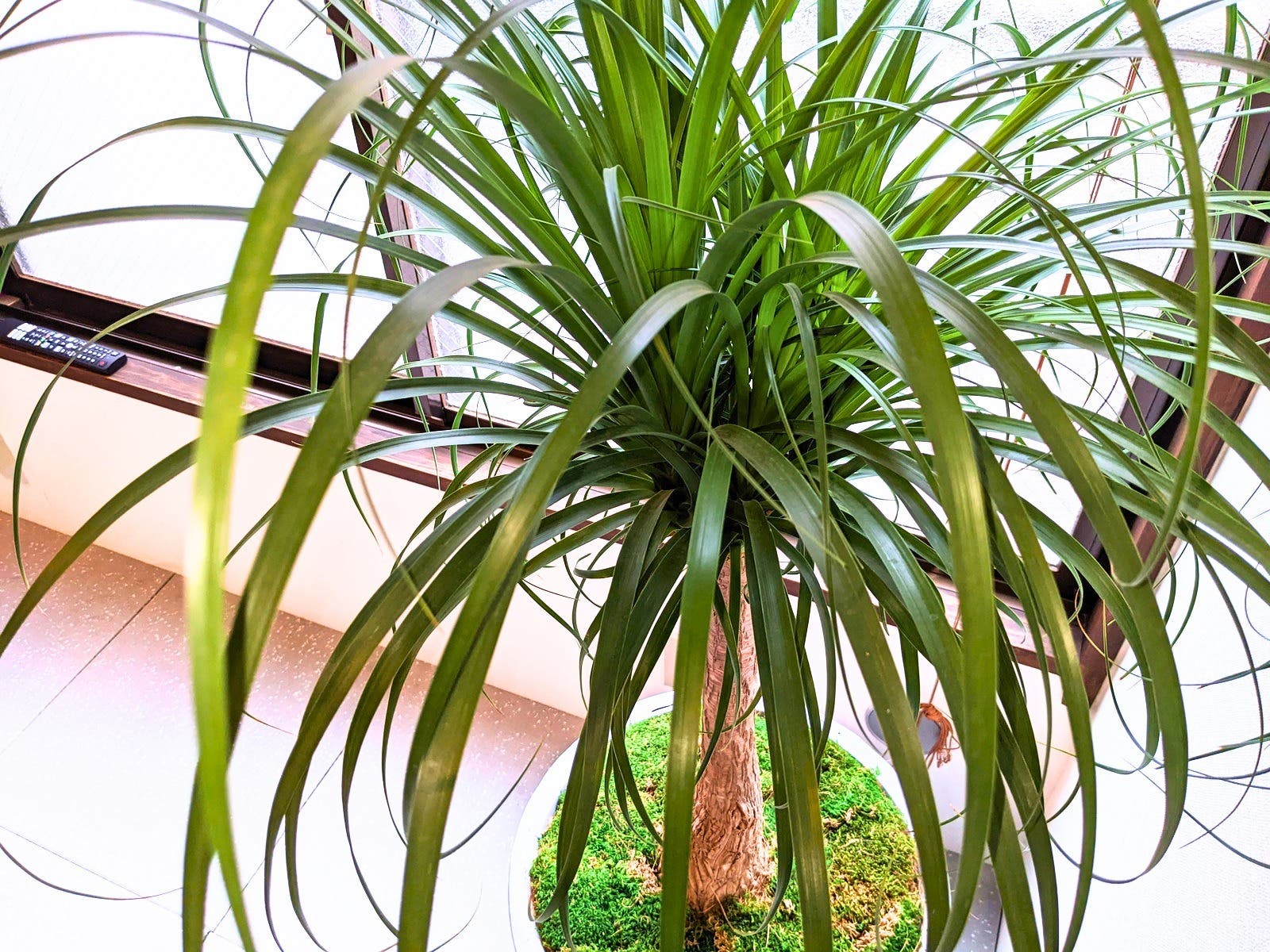 【世田谷区桜新町徒歩4分】完全個室ジム、フリーウエイト充実、30平米で4名までご利用可能、パーソナル/グループトレーニングに最適の写真9