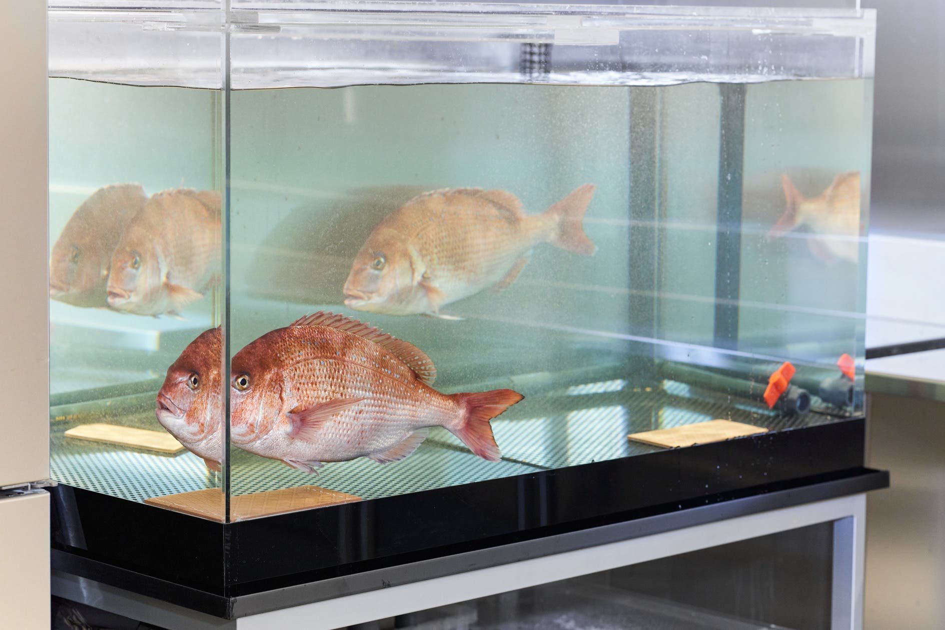 表参道駅より徒歩9分。2組のクッキングシーンが撮影可能な本格ダブルキッチンスタジオ。の写真8