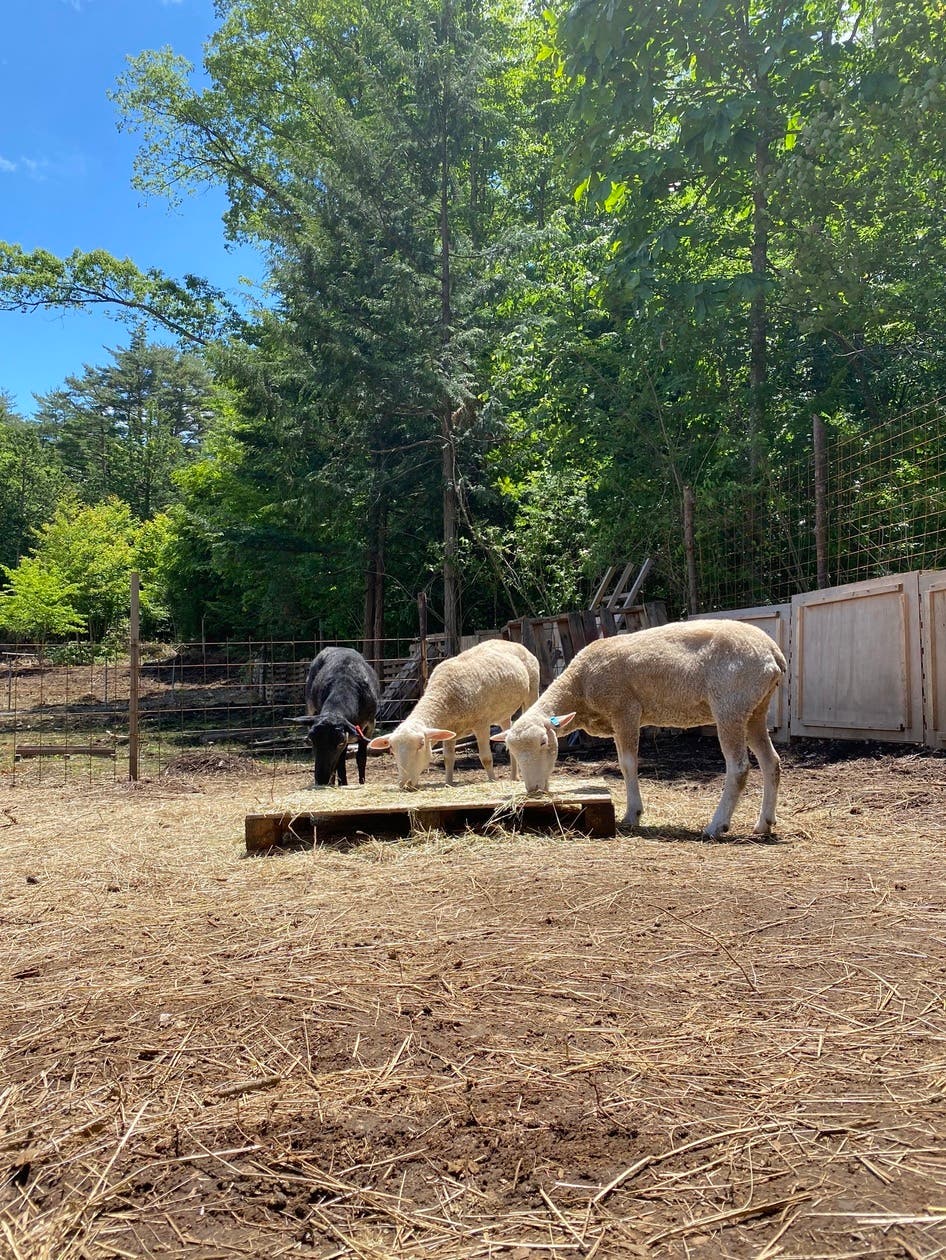 羊・犬レンタルの画像1