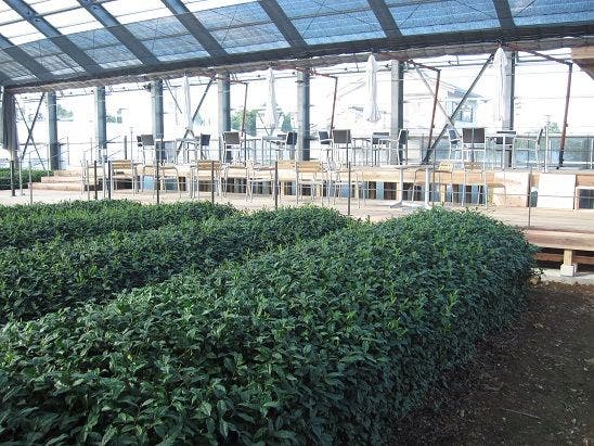 TERRACE&GARDEN「THE　HOUSE」の写真6