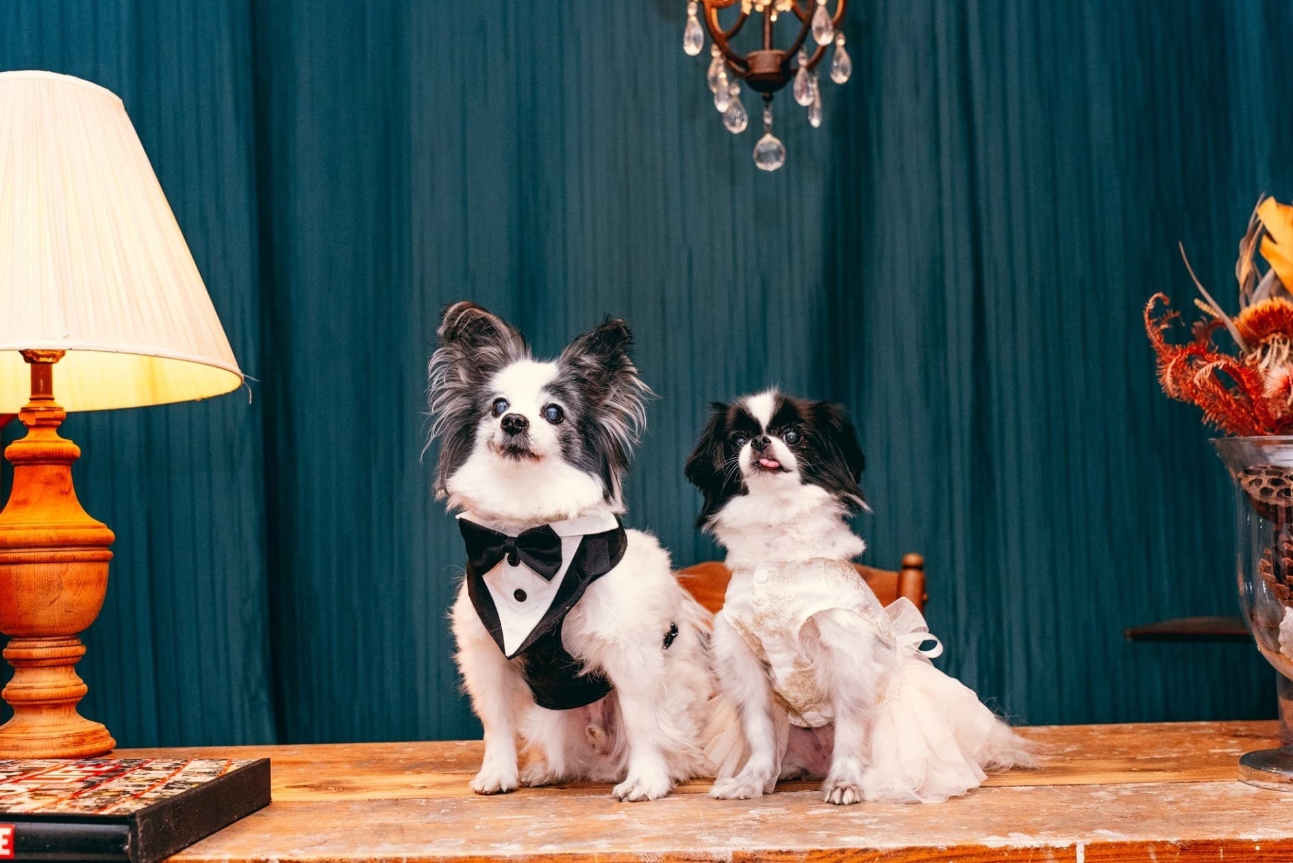 ペット可、撮影、MV、前撮り、七五三、ワークショップ、ポップアップ、講習などでの写真3