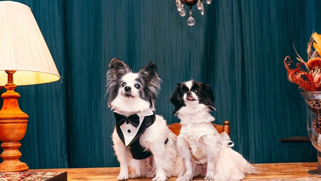 ペット可、撮影、MV、前撮り、七五三、ワークショップ、ポップアップ、講習などでの写真3