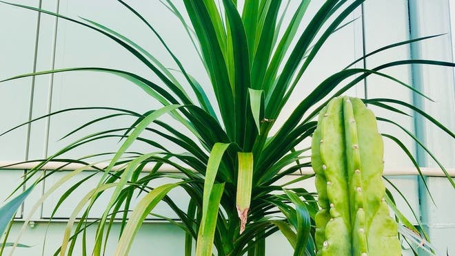 自然光がたっぷり入る真白な広々リビングが印象的・撮影にもオススメ!レッスンクラスにも♪庭付き戸建ての写真25