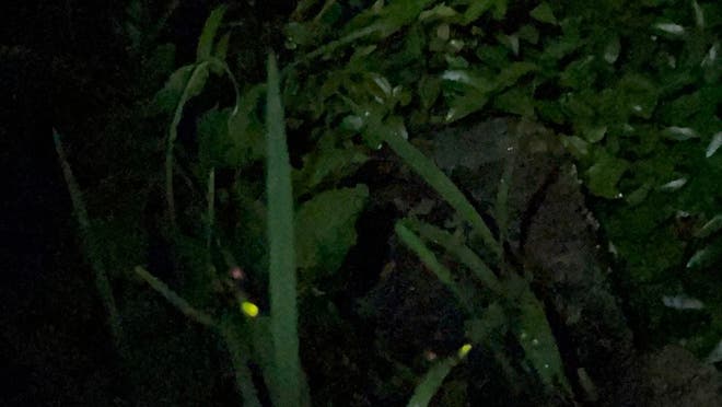 つくば市 筑波山 BBQ ピザ窯 流しそうめんを楽しめる見晴らしの良いスペースの写真27