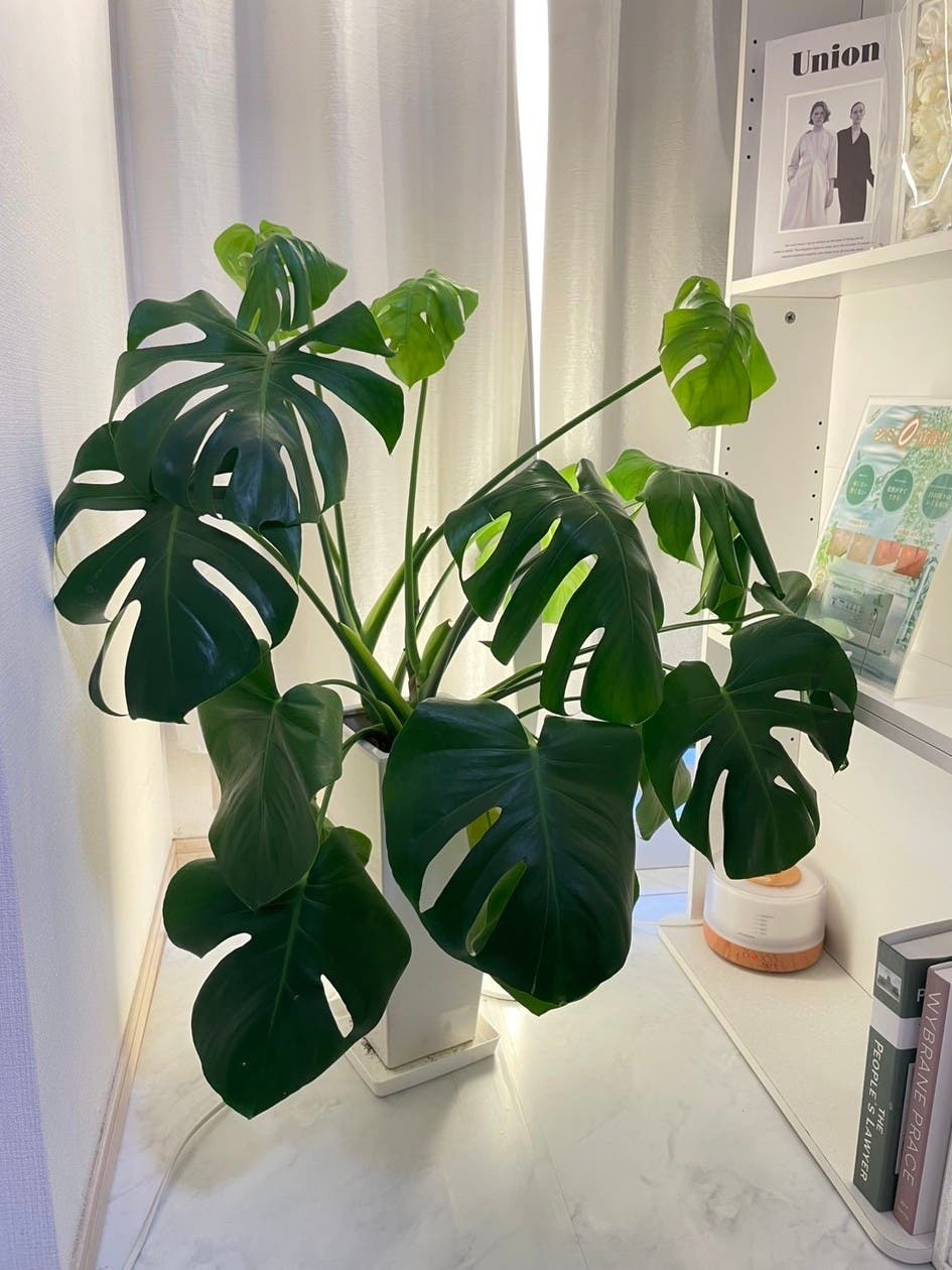 【渋谷駅 徒歩6分】プライベートサロン🍃エステ・美容🌟マッサージ・整体🪞カウンセリング・セミナー😊ヘッドスパ💆‍♀️の写真24