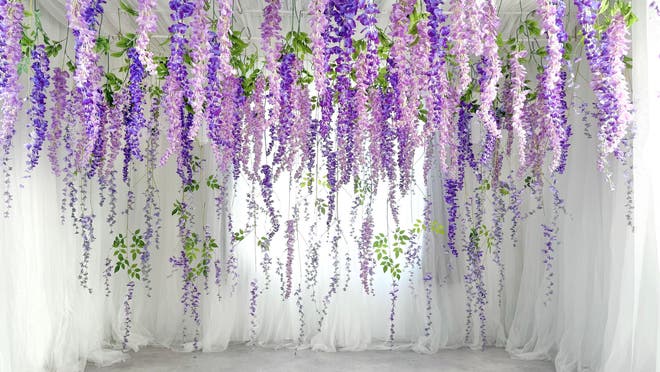 【Broom】駅から徒歩5分!天井に藤がいっぱいのお部屋|ポートレート|コスプレ|推し活|お茶会の写真2