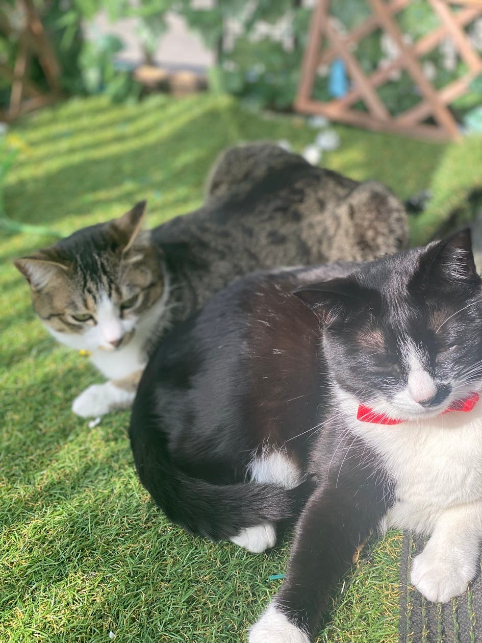 猫カフェ風、始めましたの画像1