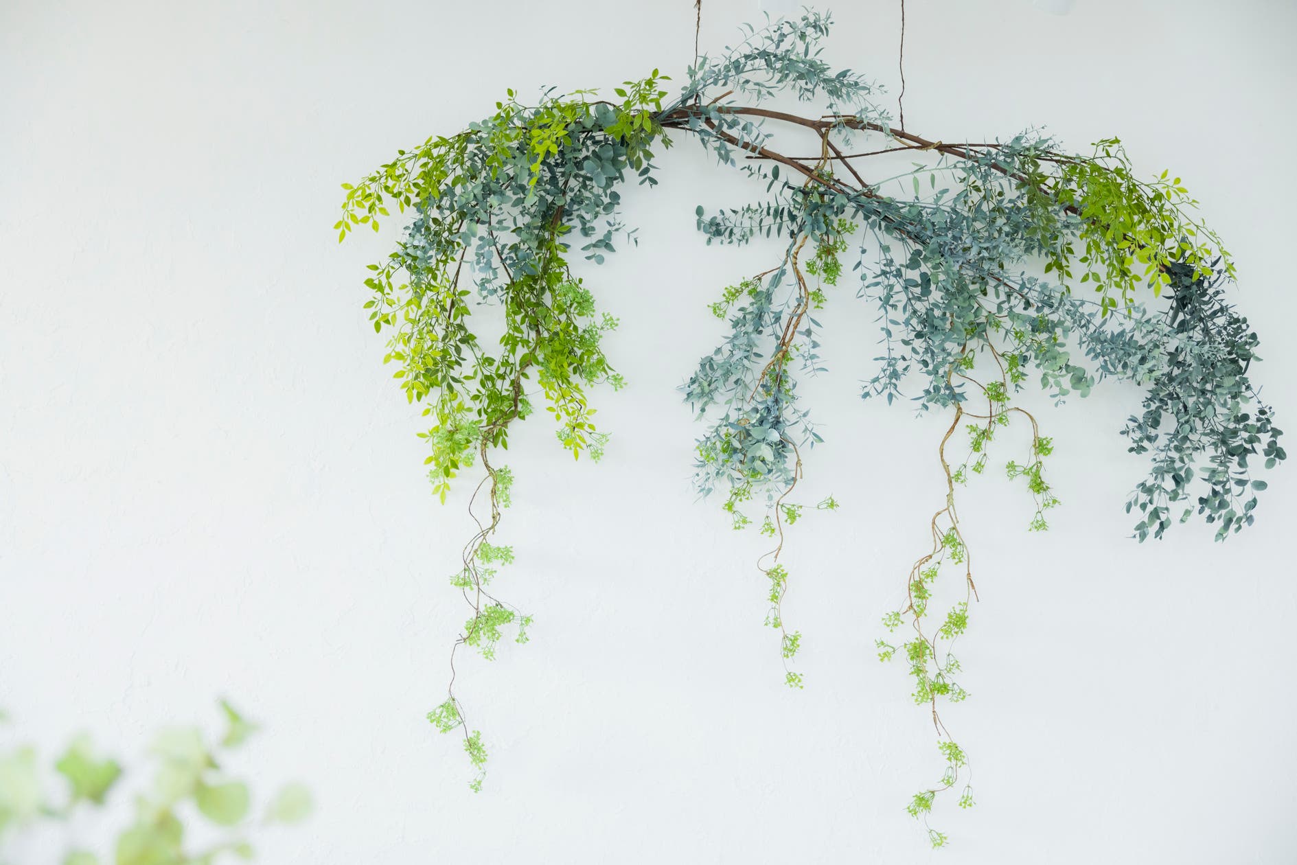 ライフスタイルの撮影に　明るくおしゃれなグリーン豊富なハウススタジオの写真10