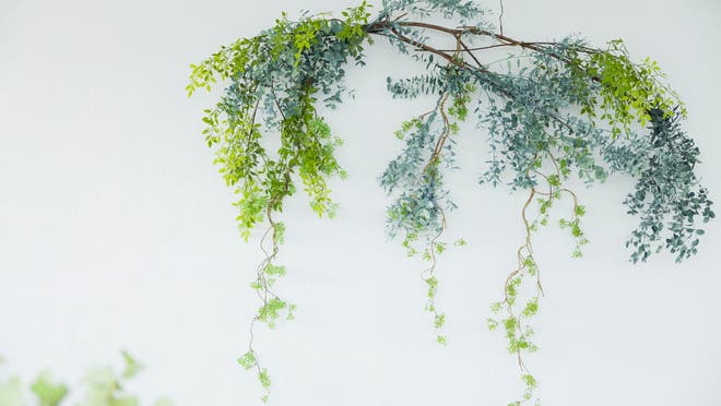 ライフスタイルの撮影に 明るくおしゃれなグリーン豊富なハウススタジオの写真9