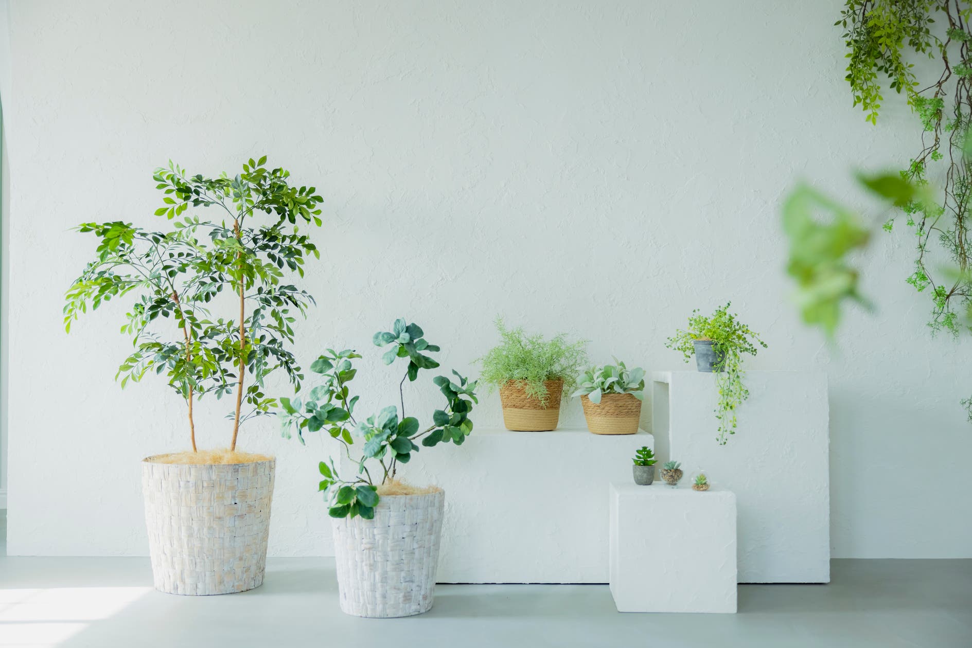 ライフスタイルの撮影に　明るくおしゃれなグリーン豊富なハウススタジオの写真11