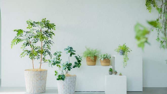 ライフスタイルの撮影に 明るくおしゃれなグリーン豊富なハウススタジオの写真12