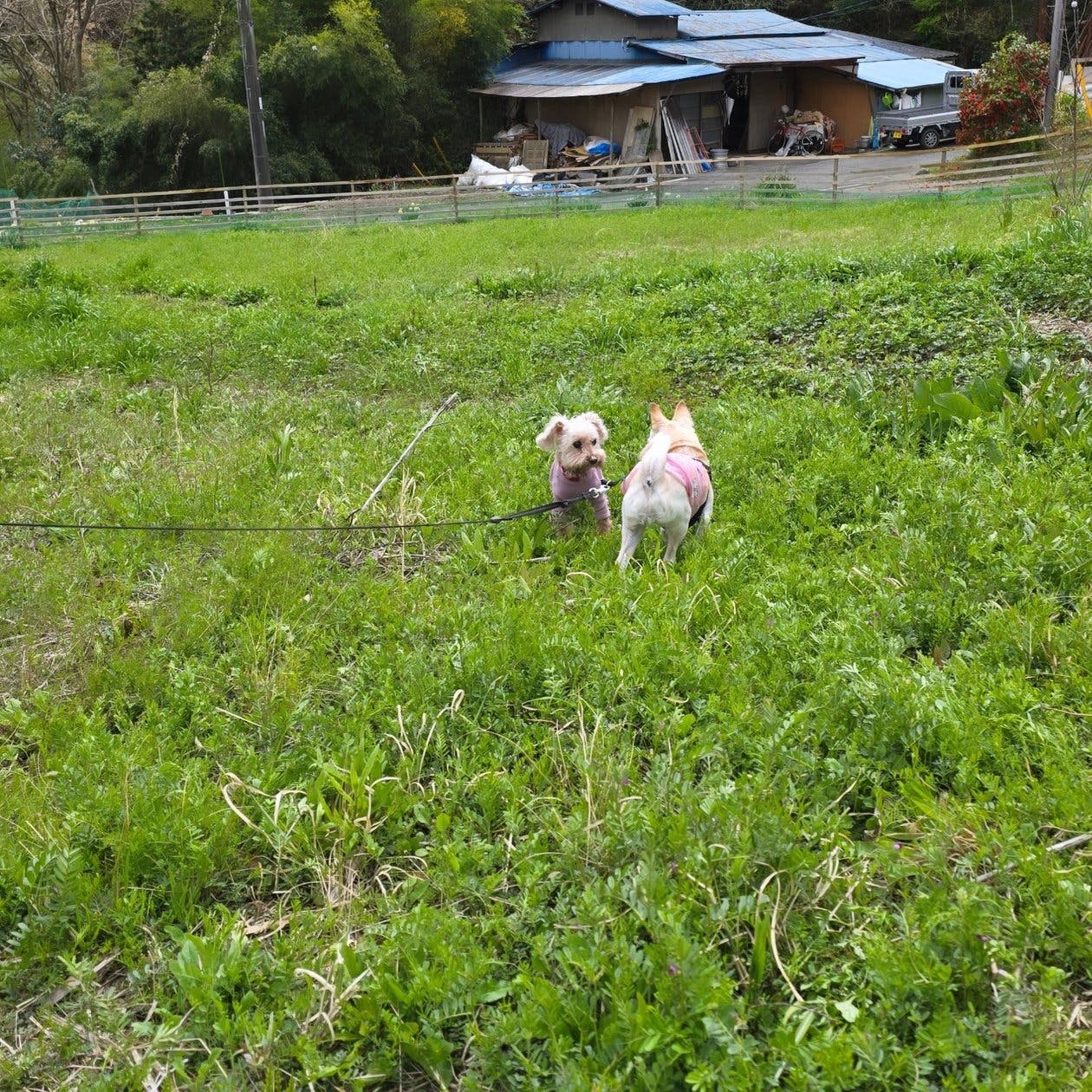 25年5月NewOPEN　自然と癒しの完全貸切古民家｜家族・ペット連れ歓迎のアウトドア＆くつろぎ空間の写真11