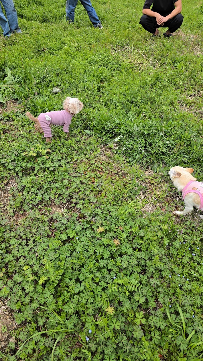 25年5月NewOPEN　自然と癒しの完全貸切古民家｜家族・ペット連れ歓迎のアウトドア＆くつろぎ空間の写真14