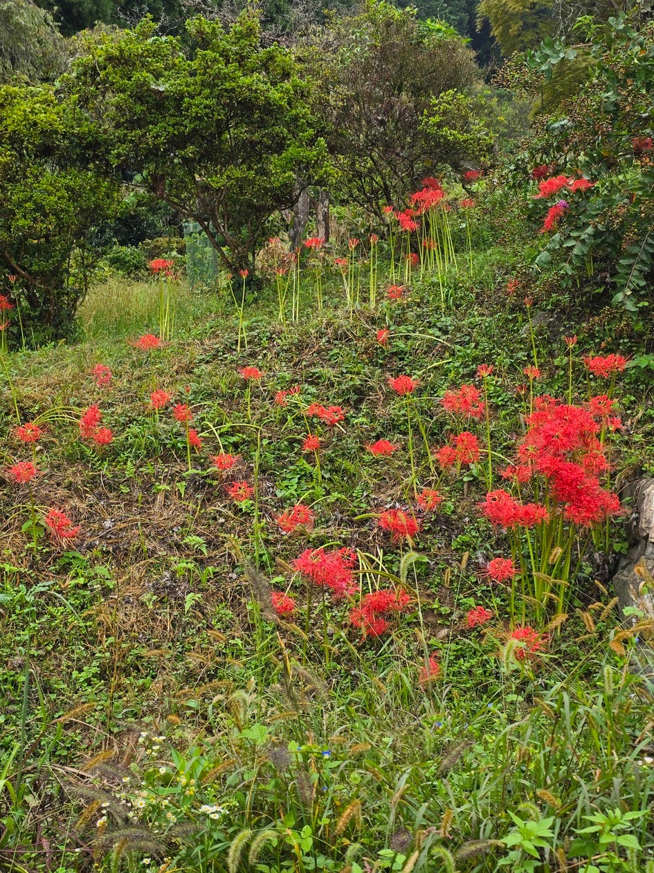 25年5月NewOPEN　自然と癒しの完全貸切古民家｜家族・ペット連れ歓迎のアウトドア＆くつろぎ空間の写真21