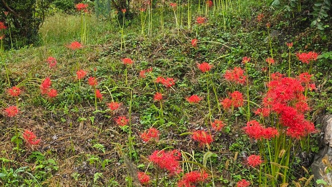 25年5月NewOPEN 自然と癒しの完全貸切古民家|家族・ペット連れ歓迎のアウトドア&くつろぎ空間の写真21