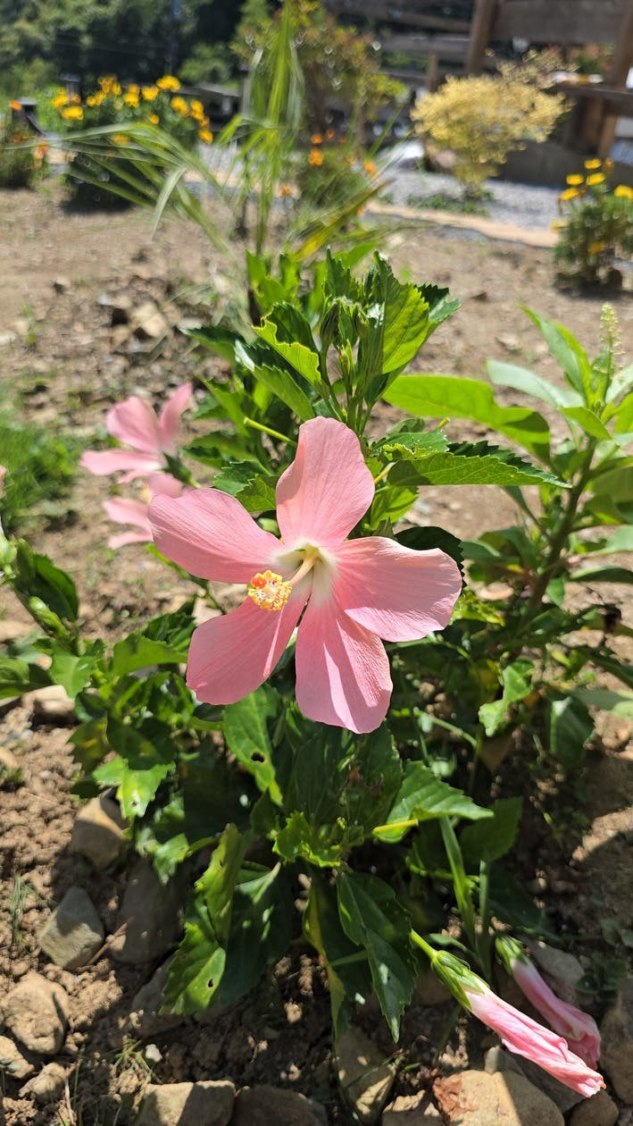 25年5月NewOPEN　自然と癒しの完全貸切古民家｜家族・ペット連れ歓迎のアウトドア＆くつろぎ空間の写真22