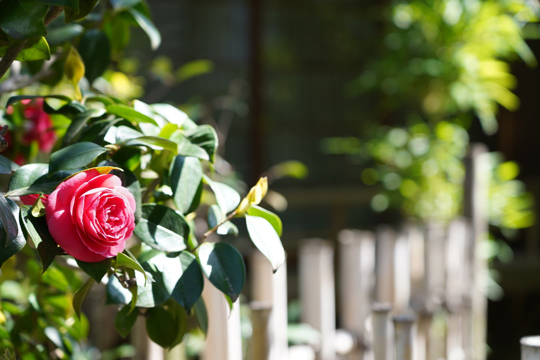 葛美亭｜和の茶室と庭園を貸切｜松戸駅西口徒歩5分の写真16