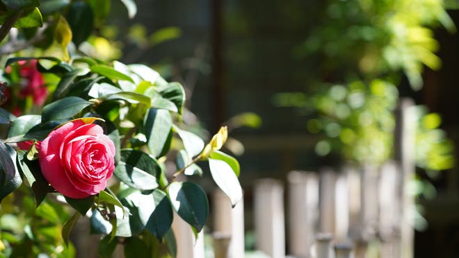 葛美亭|和の茶室と庭園を貸切|松戸駅西口徒歩5分の写真16