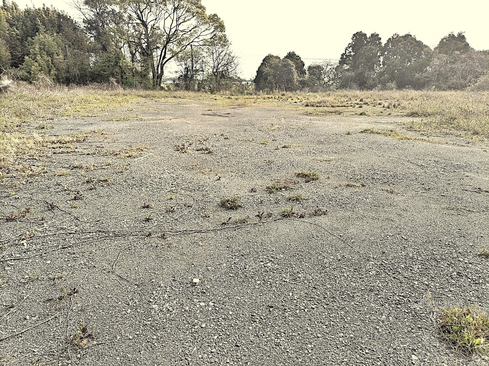 荒廃地【約1000坪】の写真4