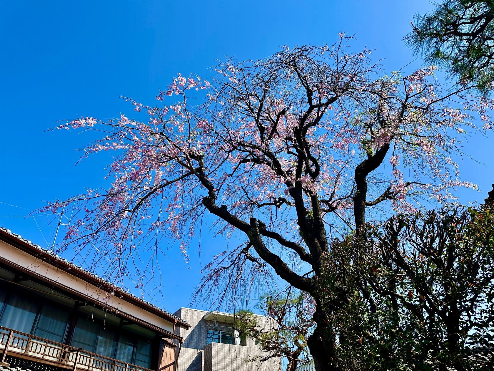 【若宮苑】面積：300㎡・定員：30名・中野区・新宿・駅近3分｜配信・イベント・SNS・Tiktok・ペット可・庭付き・テラスの写真28