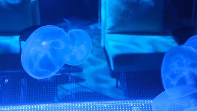 桜木町から徒歩6分の海月のいるイベントスペースの写真2