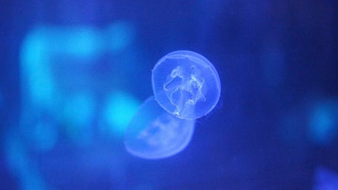 桜木町から徒歩6分の海月のいるイベントスペースの写真6