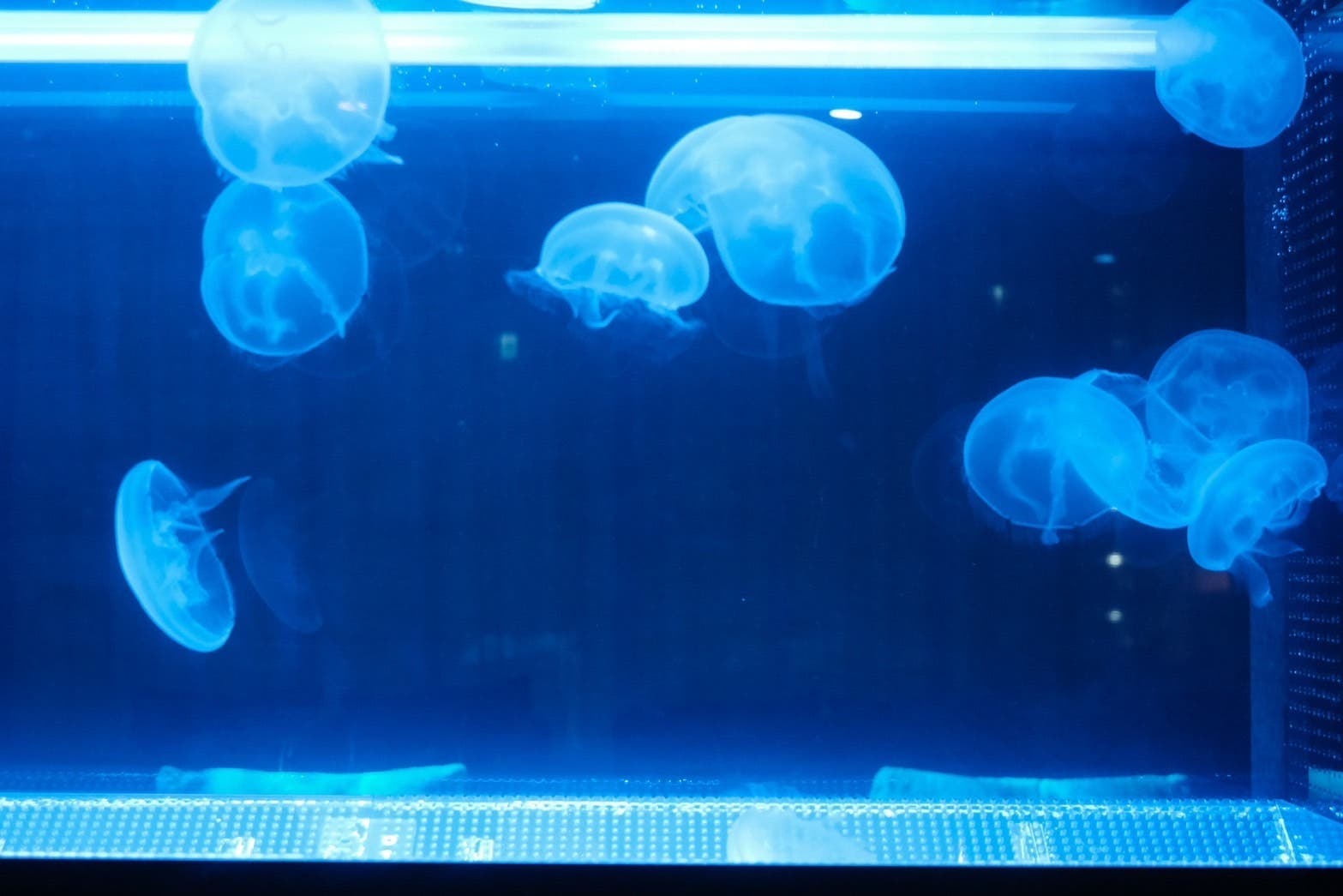 桜木町から徒歩6分の海月のいるイベントスペースの写真13