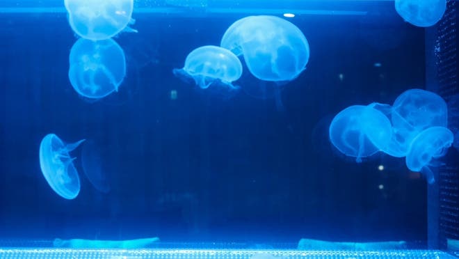 桜木町から徒歩6分の海月のいるイベントスペースの写真13