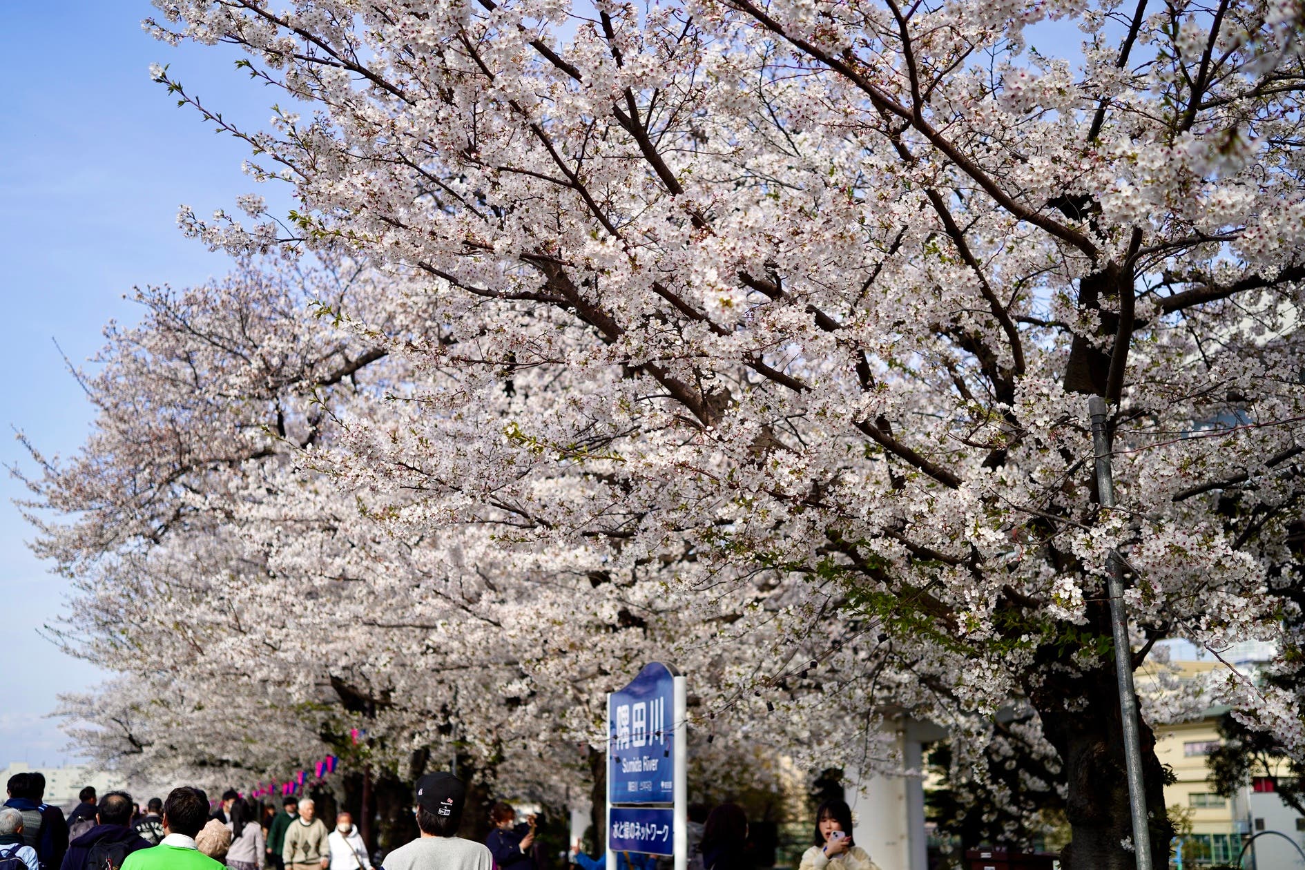東京スカイツリーの麓にある築10５年の古民家です。浅草から徒歩15分/東京スカイツリーから徒歩1３分】の写真12