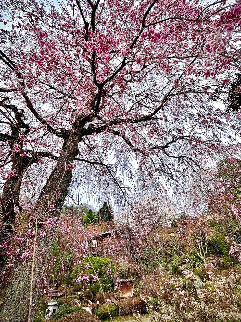 800坪の日本庭園と数寄屋造の茶室に遊ぶの写真14