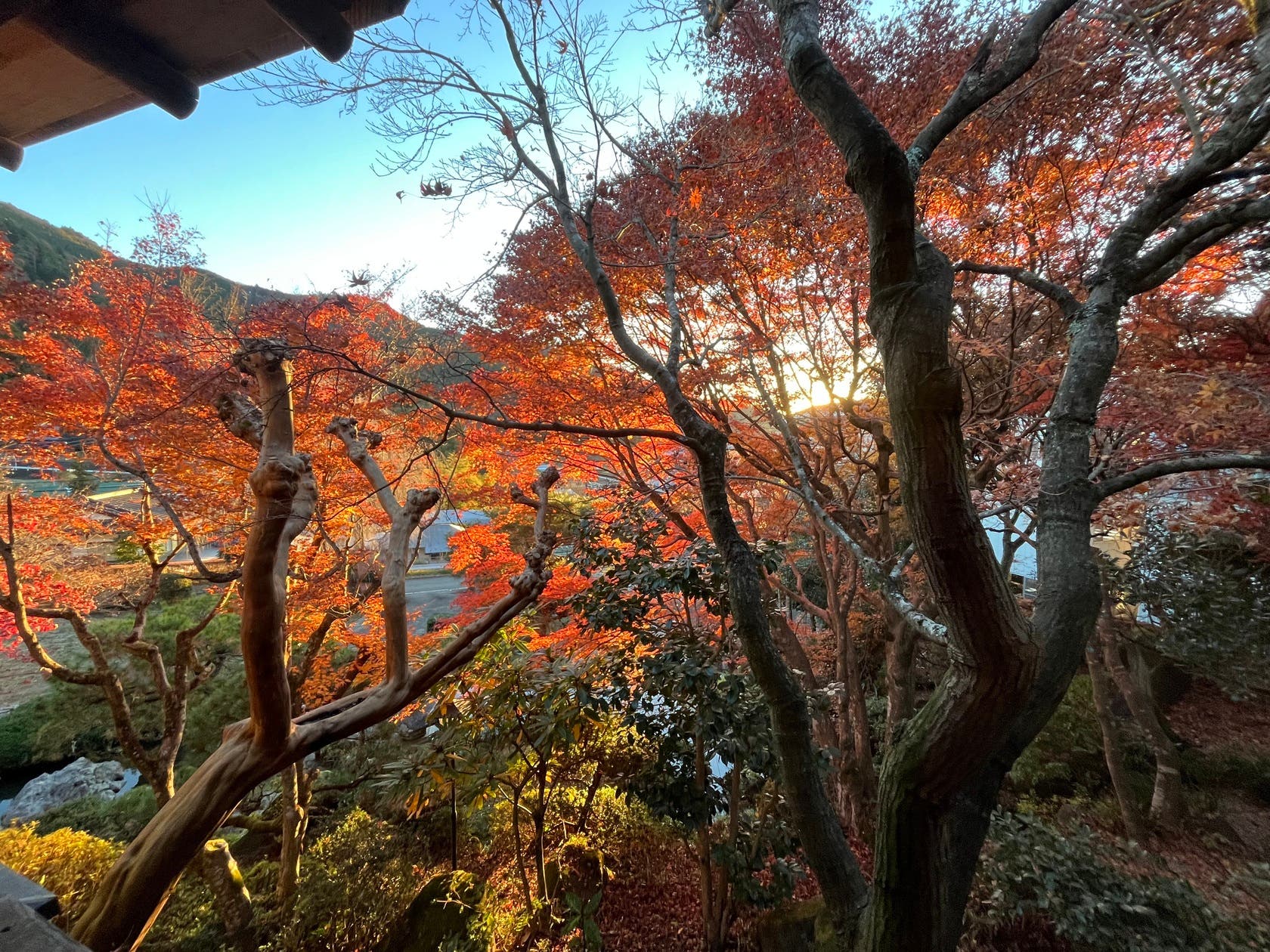 800坪の日本庭園と数寄屋造の茶室に遊ぶの写真16