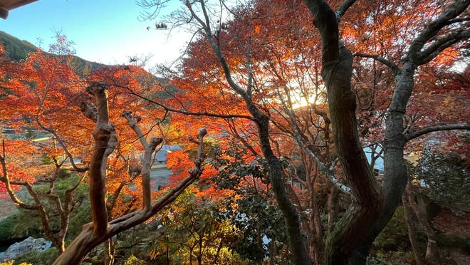 800坪の日本庭園と数寄屋造の茶室に遊ぶの写真16