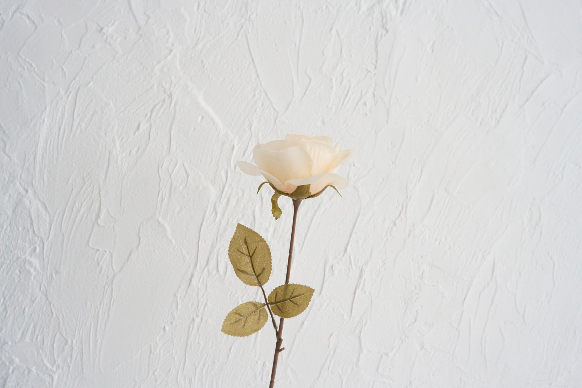 ✨特別割引✨白ホリ｜シンプル背景6種｜機材無料｜自然光｜24h｜広々90㎡｜銀座･日本橋エリア5駅徒歩圏｜業務用エアコン完備の写真4