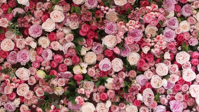 【恵比寿5分】2面採光|白壁+フラワーウォール|撮影機材・背景紙無料【アパレル|ポートレート】の写真12