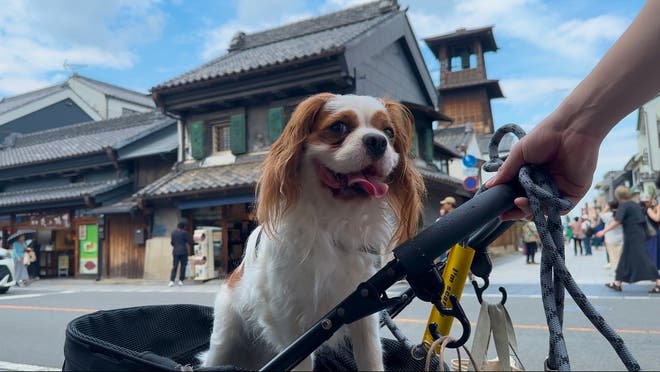 《新築戸建1階🏠庭🪴屋上テラス🌟貸切‼️》パーティー🎉女子会🥂撮影🎥BBQ🍖ドッグラン🐶クリスマス🎄の写真30