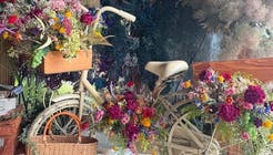 ペット撮影OK!ドライフラワーで装飾された異空間で撮影しませんか?の写真4