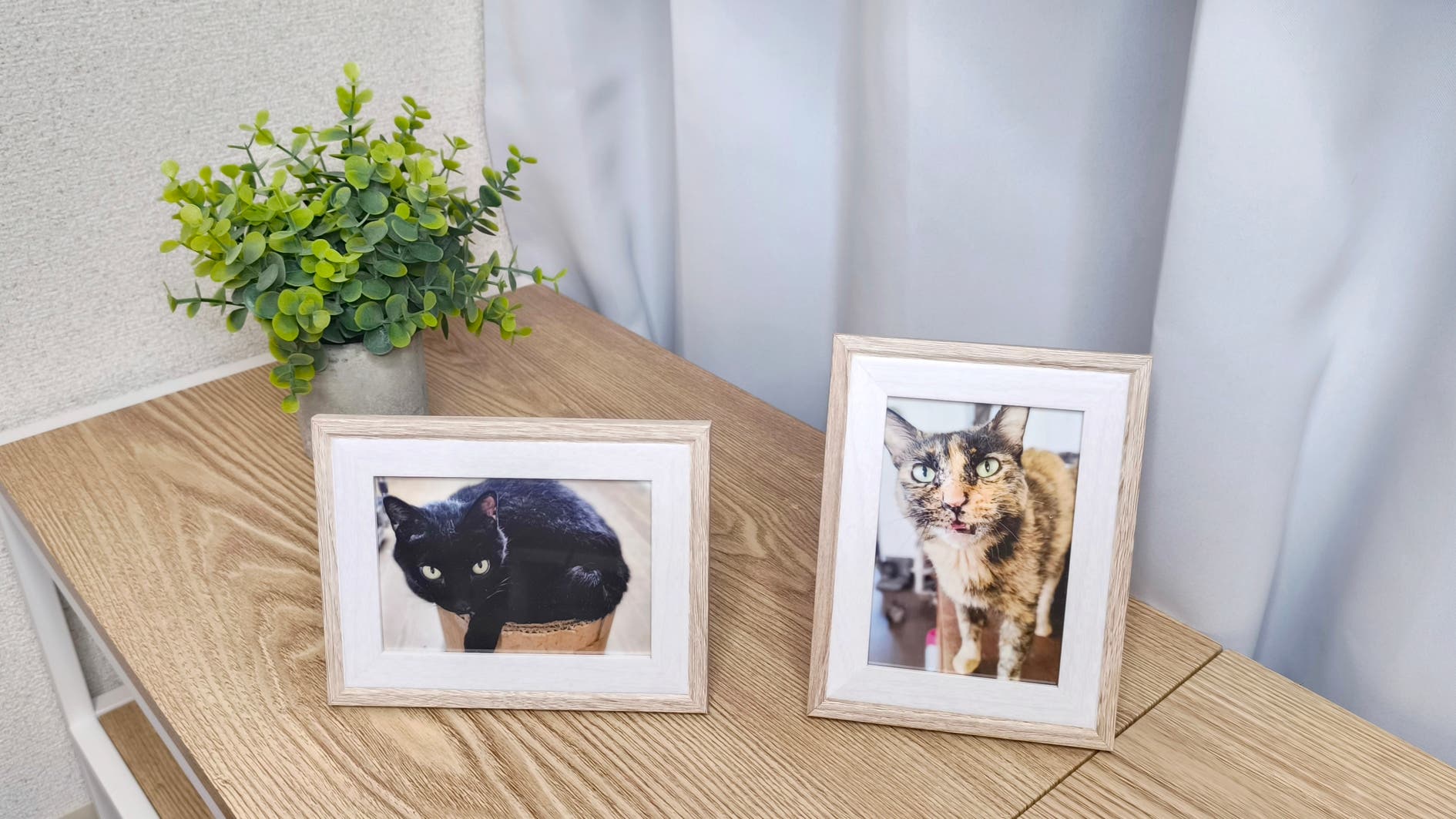 北欧🩵と猫🐱のまったり空間☕大迫力プロジェクターで映画デート💕‪の写真12