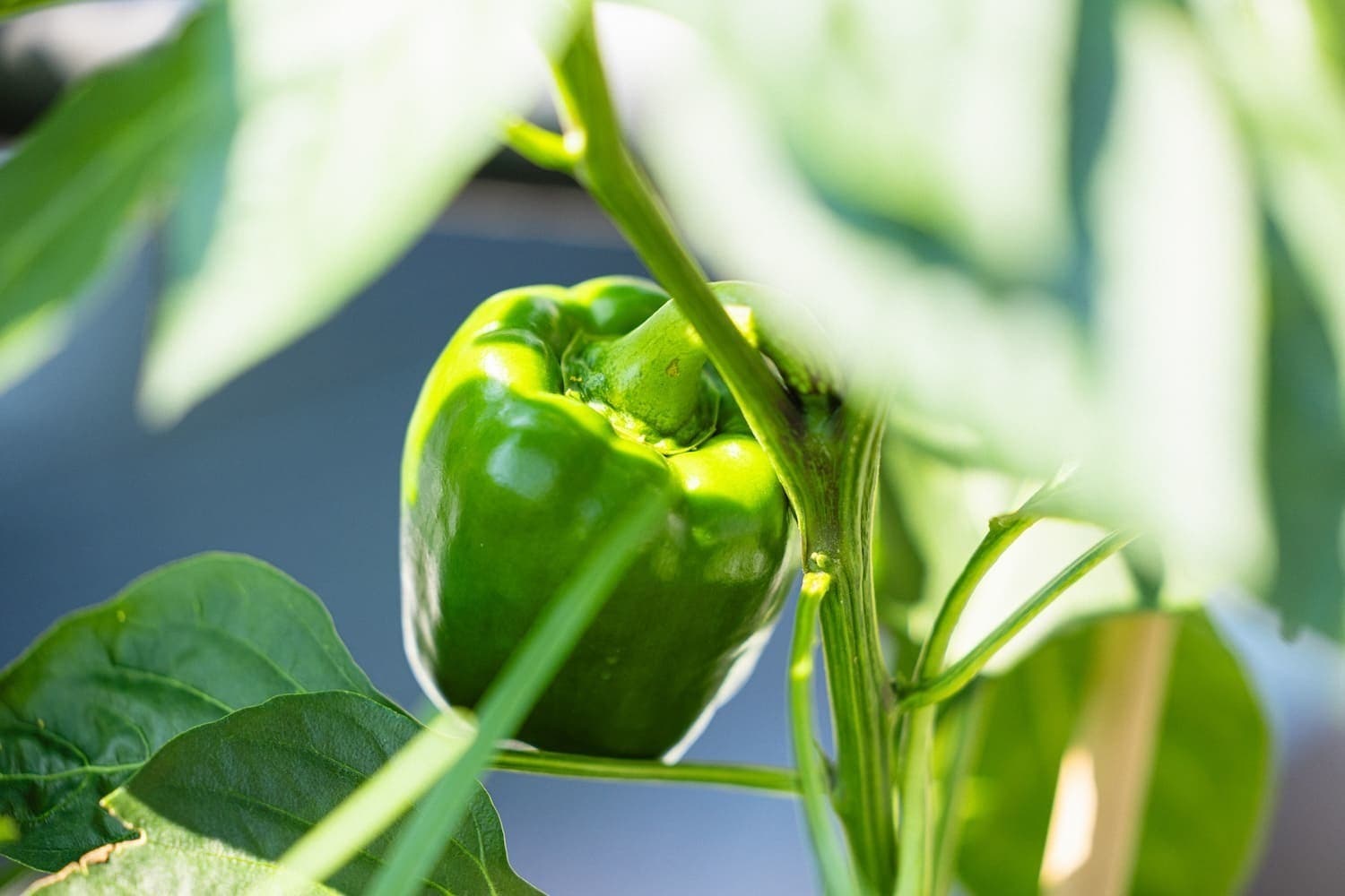 【代官山駅徒歩10分 / Mo:take STUDIO 代官山】料理シーンや商品撮影や料理教室におすすめのキッチンスタジオの写真9