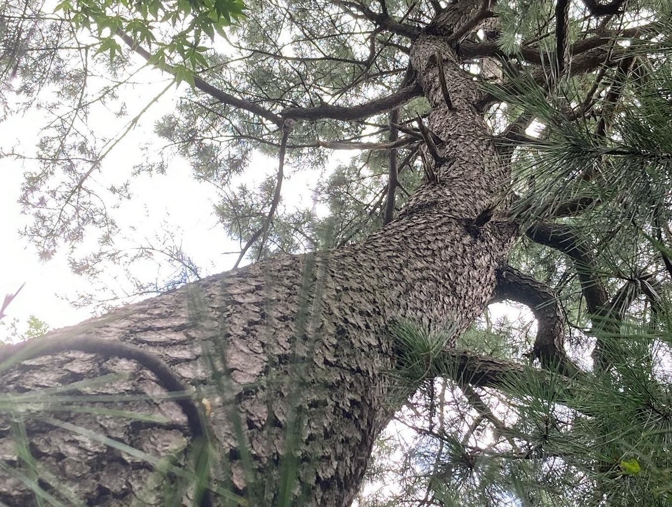 江戸末期の建物で、庭には樹齢約200年の松があるパワースポットの写真1