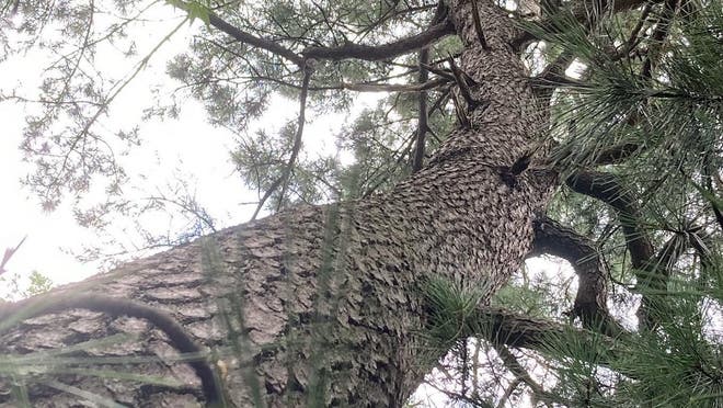 江戸末期の建物で、庭には樹齢約200年の松があるパワースポットの写真1