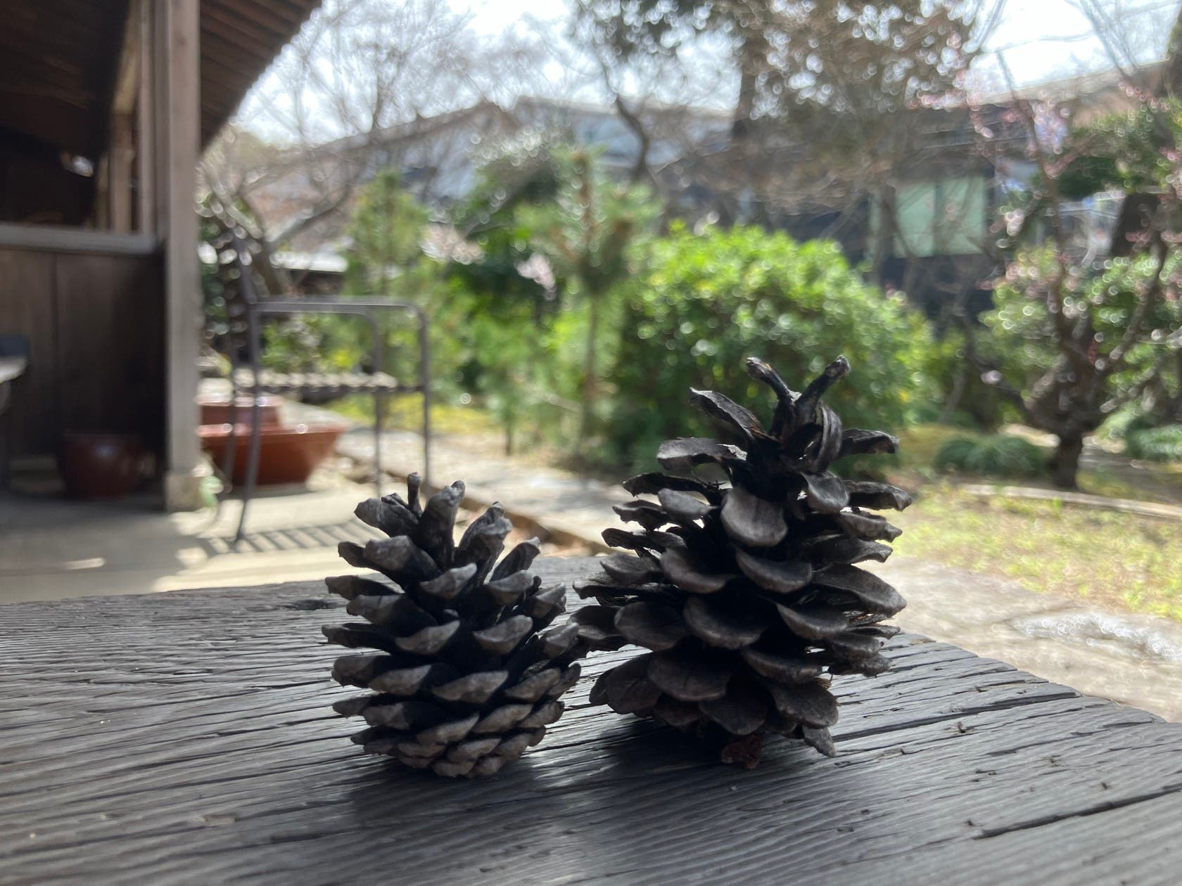 江戸末期の建物で、庭には樹齢約200年の松があるパワースポットの写真3