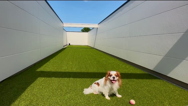 【🐶川越駅近郊ドッグラン🐶】《⭐️約20m特大屋上テラス🌟貸切‼️》ドッグラン🐶撮影🎥駐車場あり🚗ペット可🐶の写真1