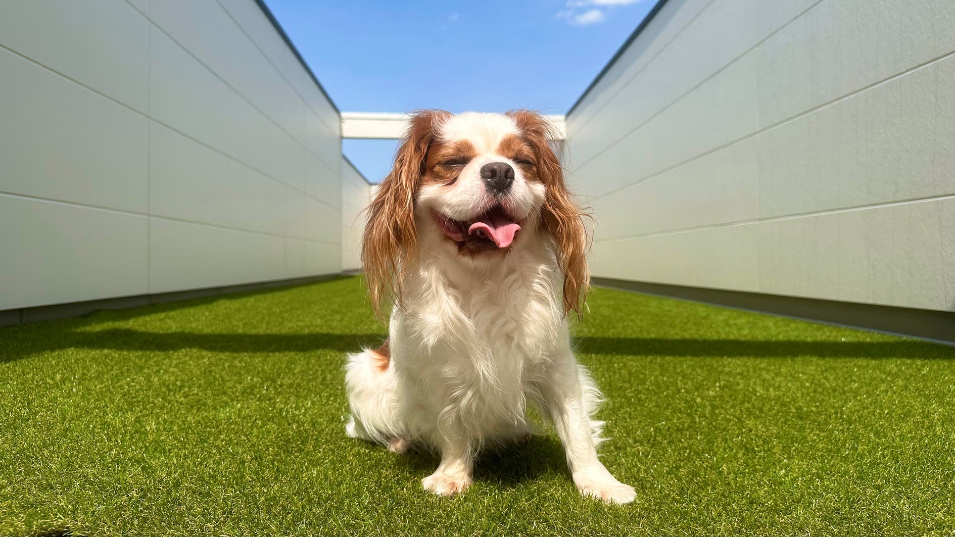 【🐶川越駅近郊ドッグラン🐶】《⭐️約20m特大屋上テラス🌟貸切‼️》ドッグラン🐶撮影🎥駐車場あり🚗ペット可🐶の写真2