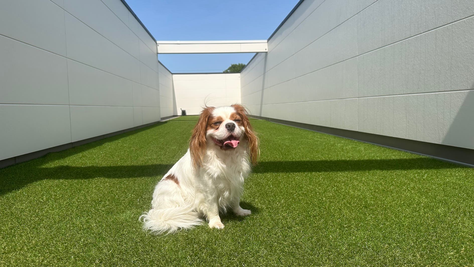 【🐶川越駅近郊ドッグラン🐶】《⭐️約20m特大屋上テラス🌟貸切‼️》ドッグラン🐶撮影🎥駐車場あり🚗ペット可🐶の写真9