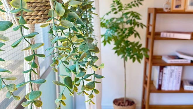 原宿駅徒歩5分/平成レトロ/団地リノベ/デザイナーズインテリア/自然光/2面採光/ベランダの写真19