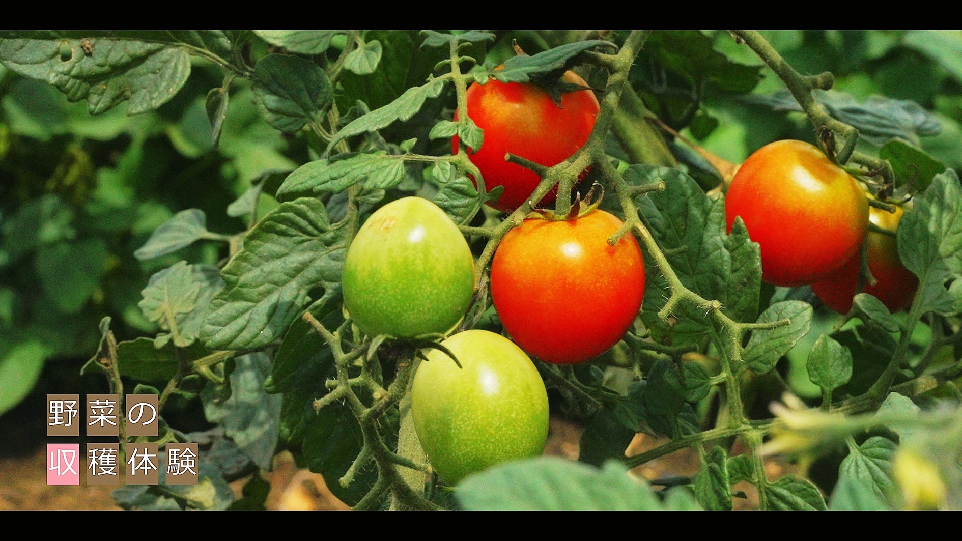 【一棟まるごと貸切古民家スペース】最大20名利用可能（イベント/歓送迎会/懇親会/パーティー/ゲーム/毎回清掃実施）の写真19