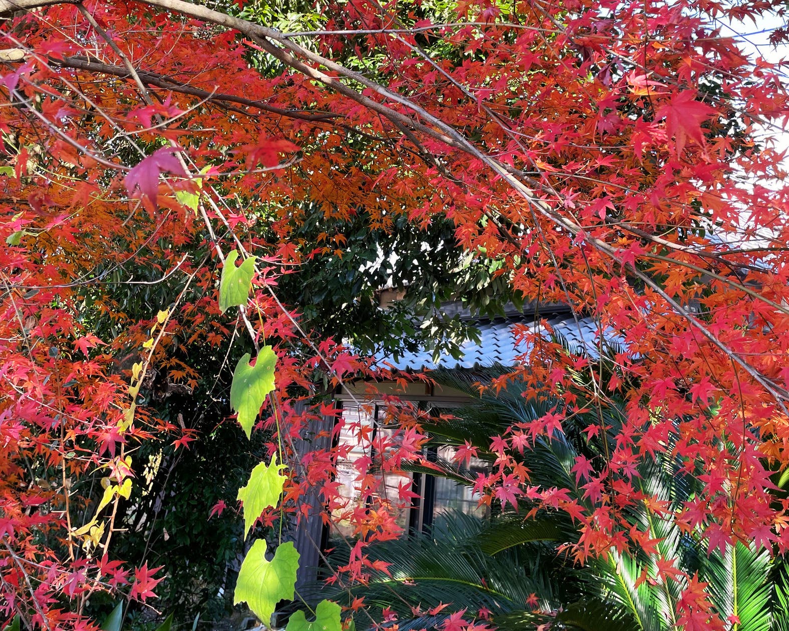築200年の古民家をまるごと貸切。緑と歴史が調和する和風撮影空間の写真18