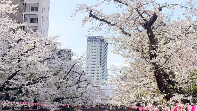 スペース KARITE 中目黒 (SPACE KARITE NAKAMEGURO)の写真6