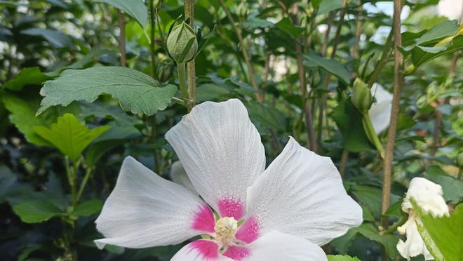 猫のいる浦和の古民家。撮影会、室内撮影、ワークショップやお茶会にも。の写真18