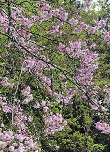 裏山付、築120年のフルリノベーション古民家の写真13